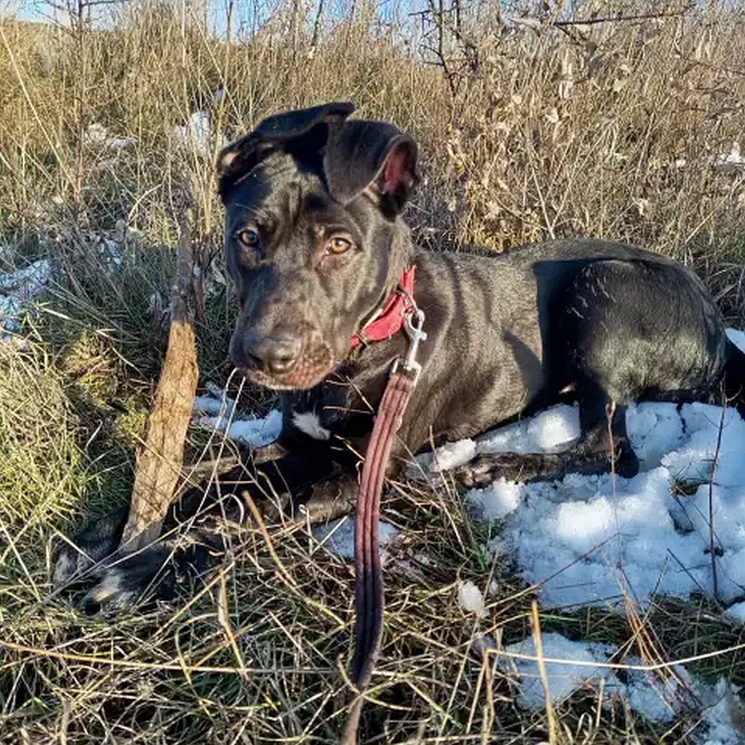 TSV Hund und Katz e.V. — BOMBON